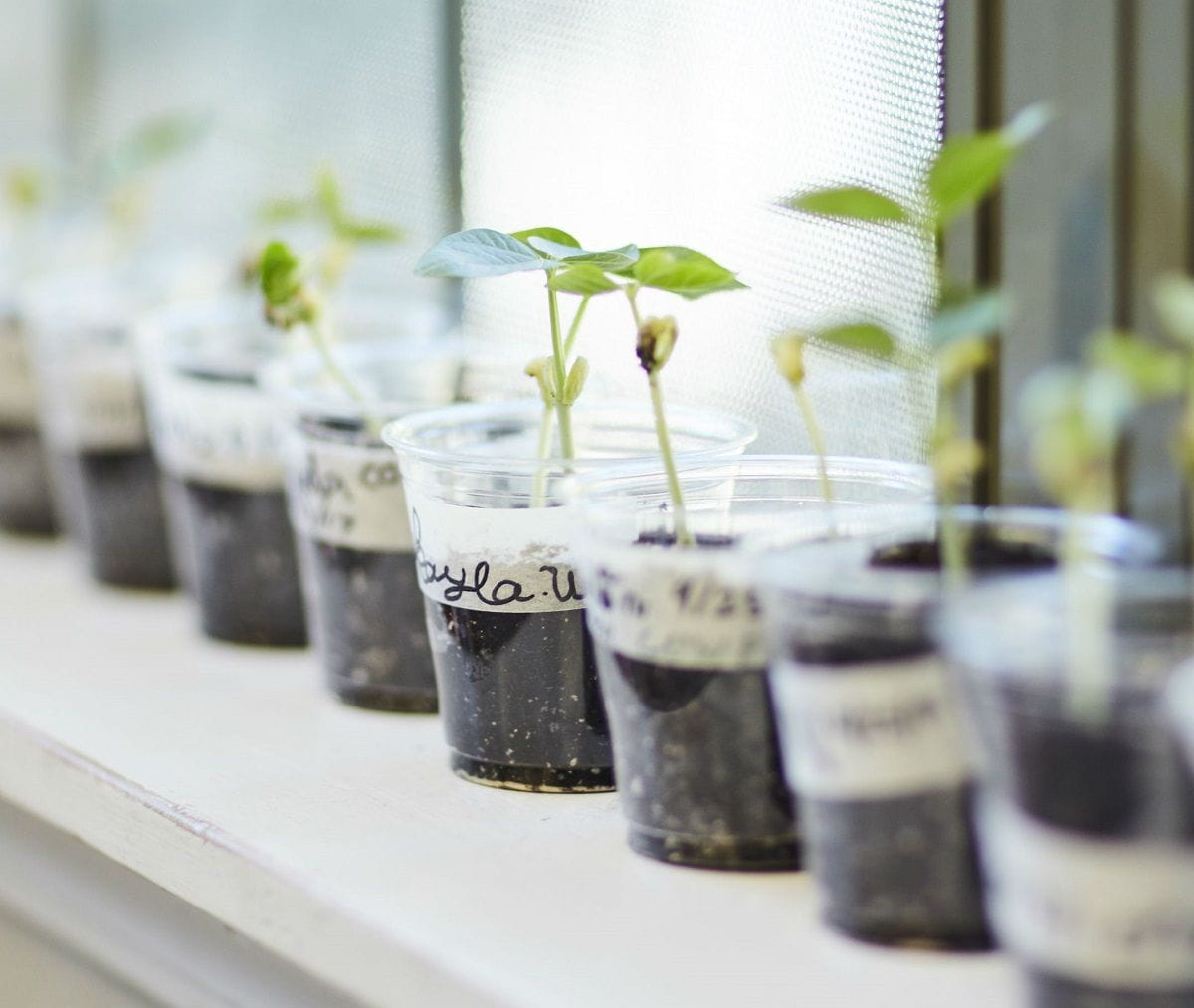 Grow On! Measuring Plants Helps Toddlers Get Ready for Counting Later
